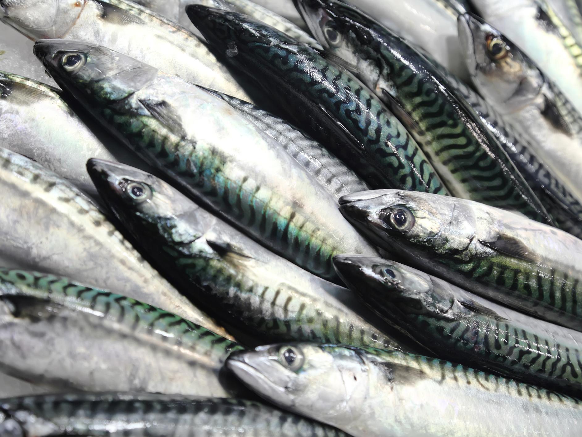 British Mackerel Has Sustainable Status Stripped After Years Of