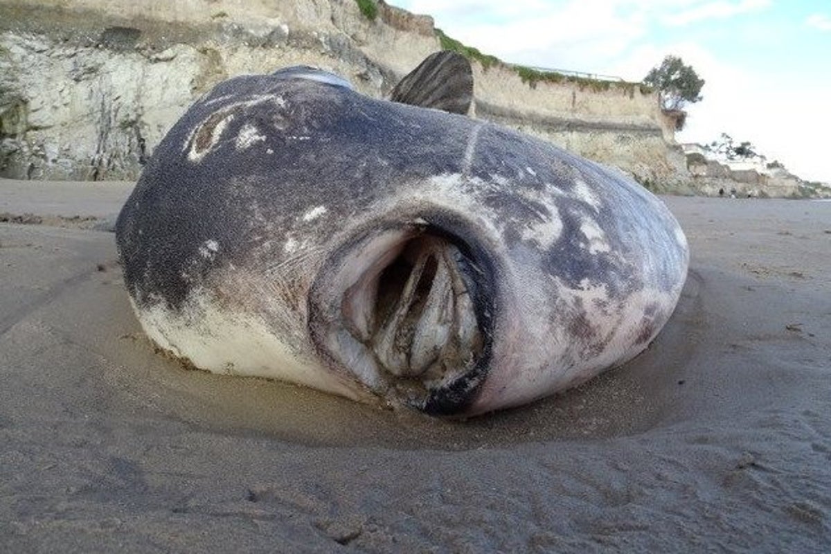 biggest ever sunfish