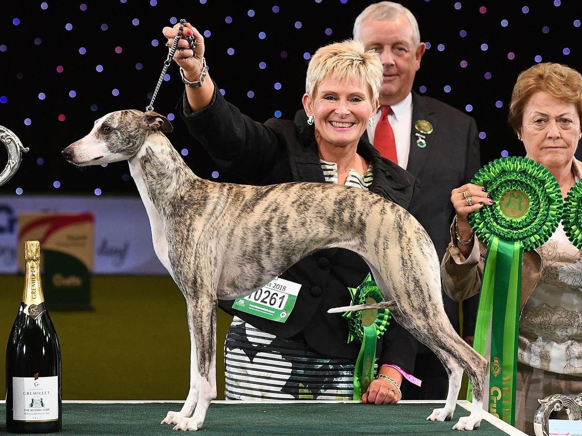 Crufts 2020: Dates, schedule, judges, entries and more | The ...