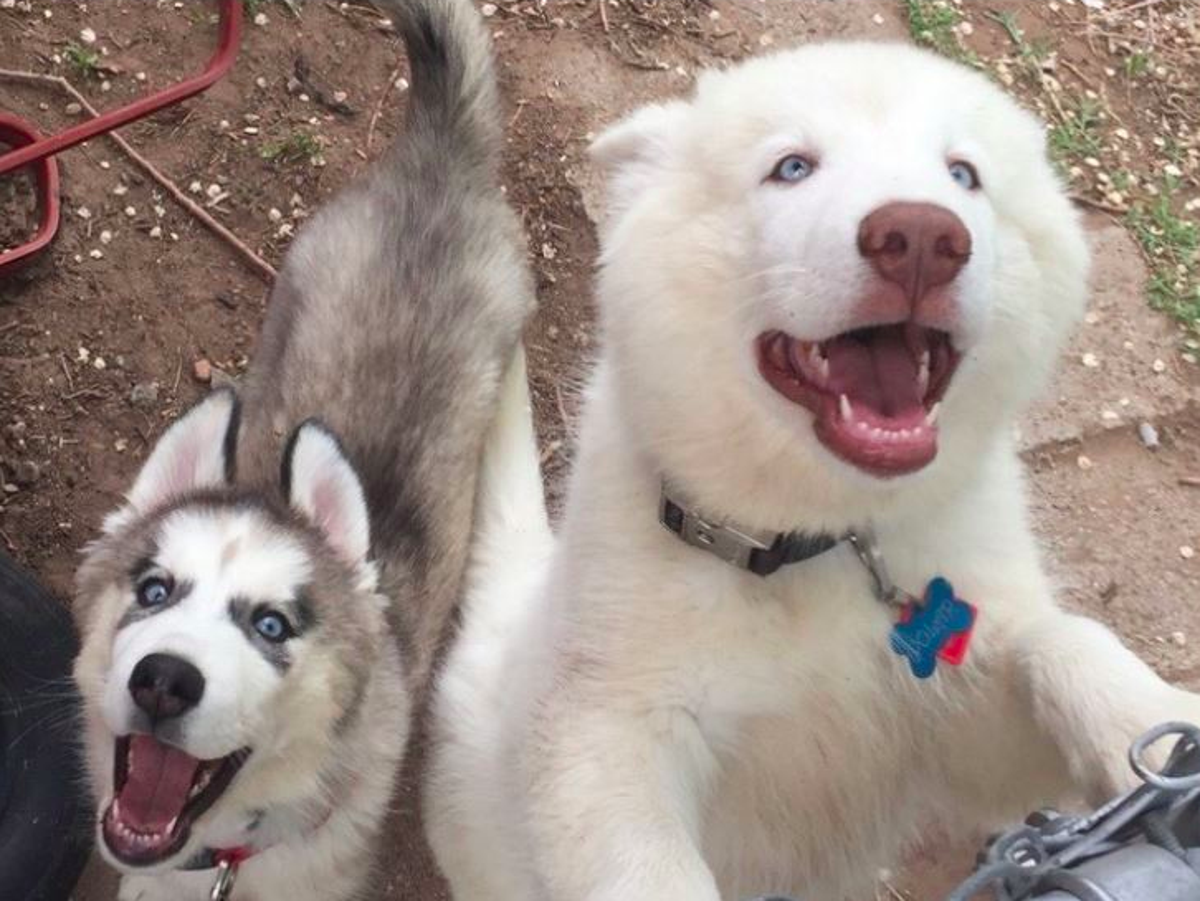 More than 150,000 sign petition to save two huskies who bit off boy's ...