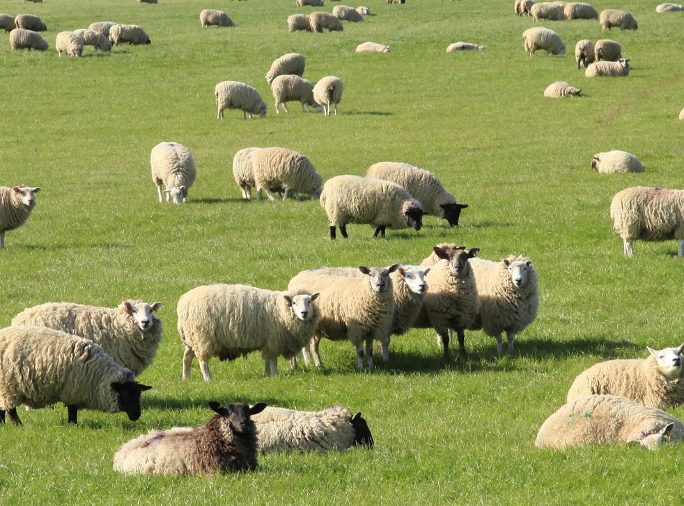 'I've never seen anything like this': 180 sheep fall to death due to ...