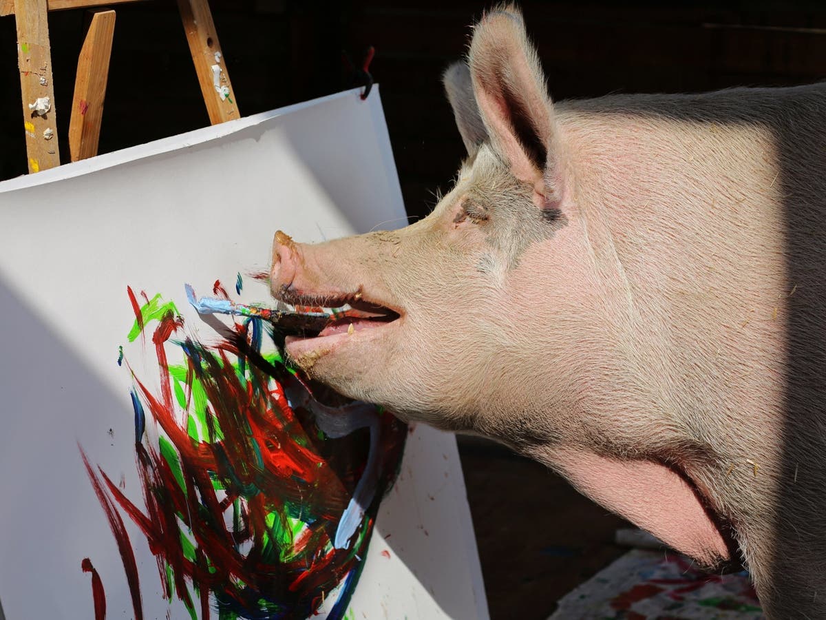 Pigcasso the painting pig's artwork sells for thousands | The ...