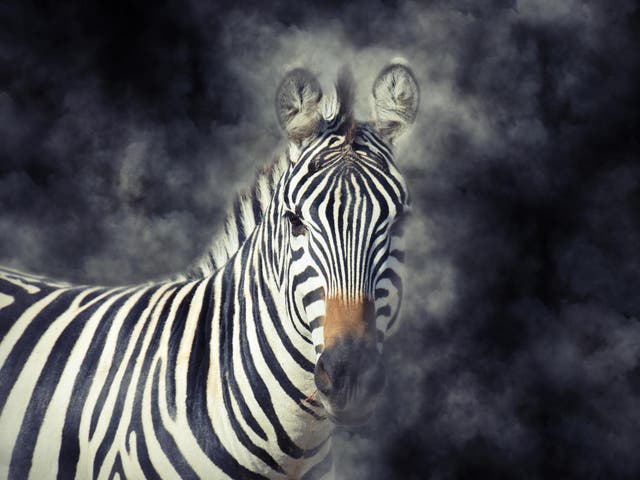 zebra - latest news, breaking stories and comment - The Independent