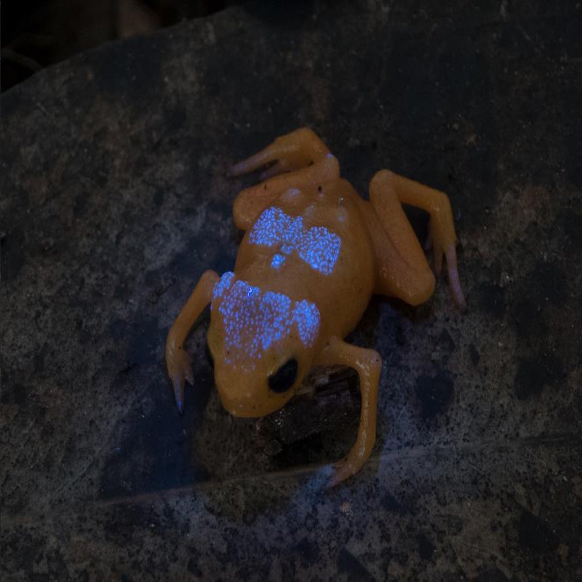 Glow Glow Fish And Frogs