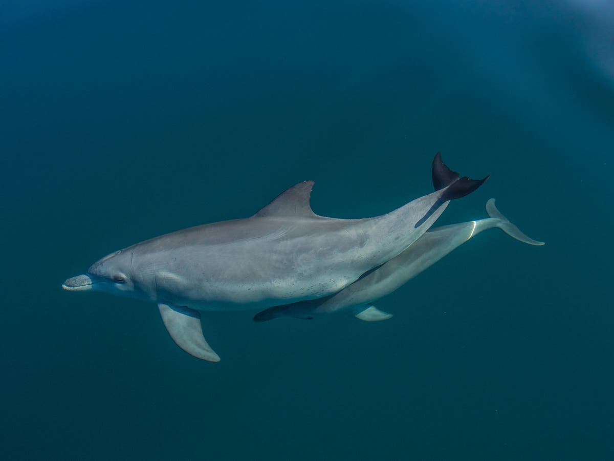 Dolphins clever enough to use sponges as tools deal with climate change ...