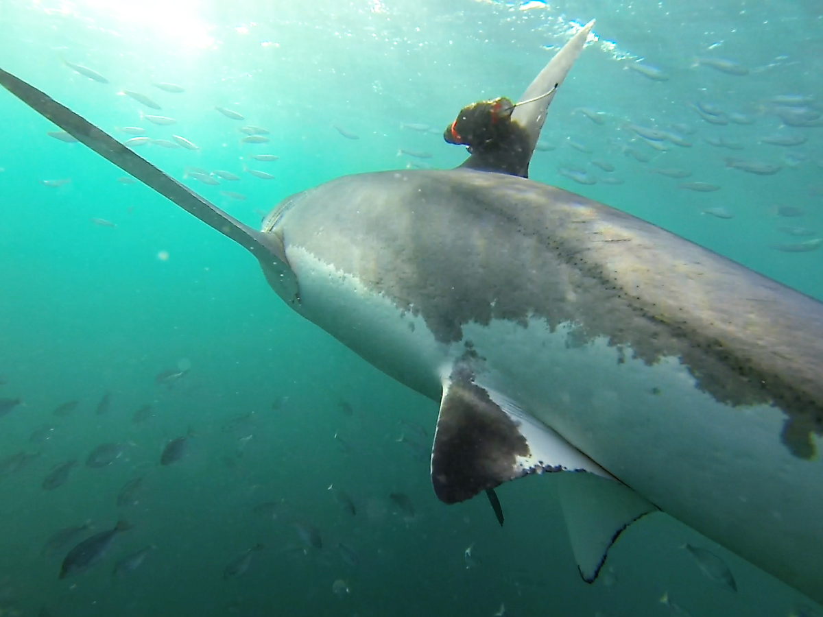Cameras mounted on great white sharks capture giant predators hunting ...