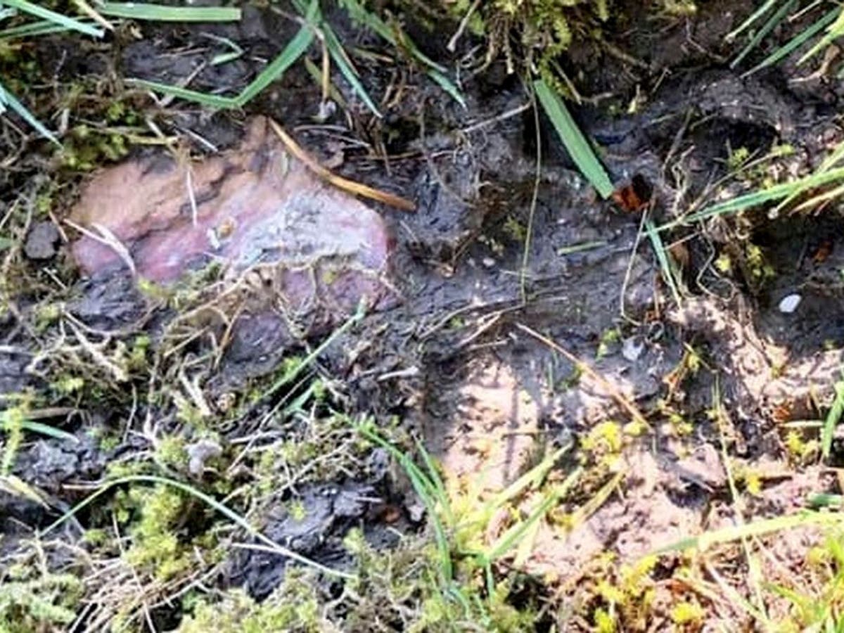 ‘Panther-like’ large cat suspected of attacking pet dog in Cornwall ...
