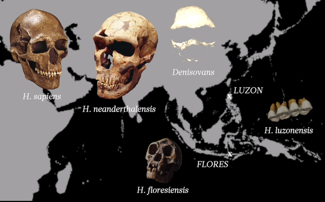 New species of 4ft ancient human discovered in Philippines cave | The ...