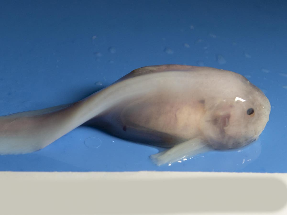 Deep sea snailfish has soft bones and open skull to cope with crushing ...