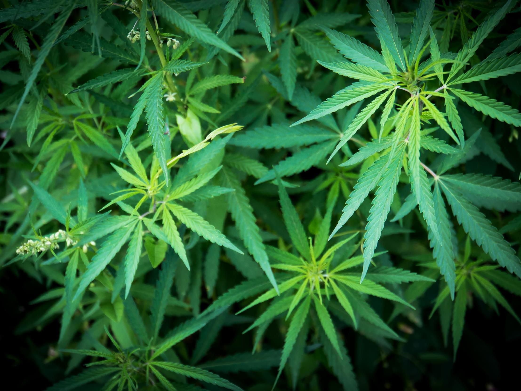 420 Meaning What Is The Annual Cannabis Celebration And How Did It