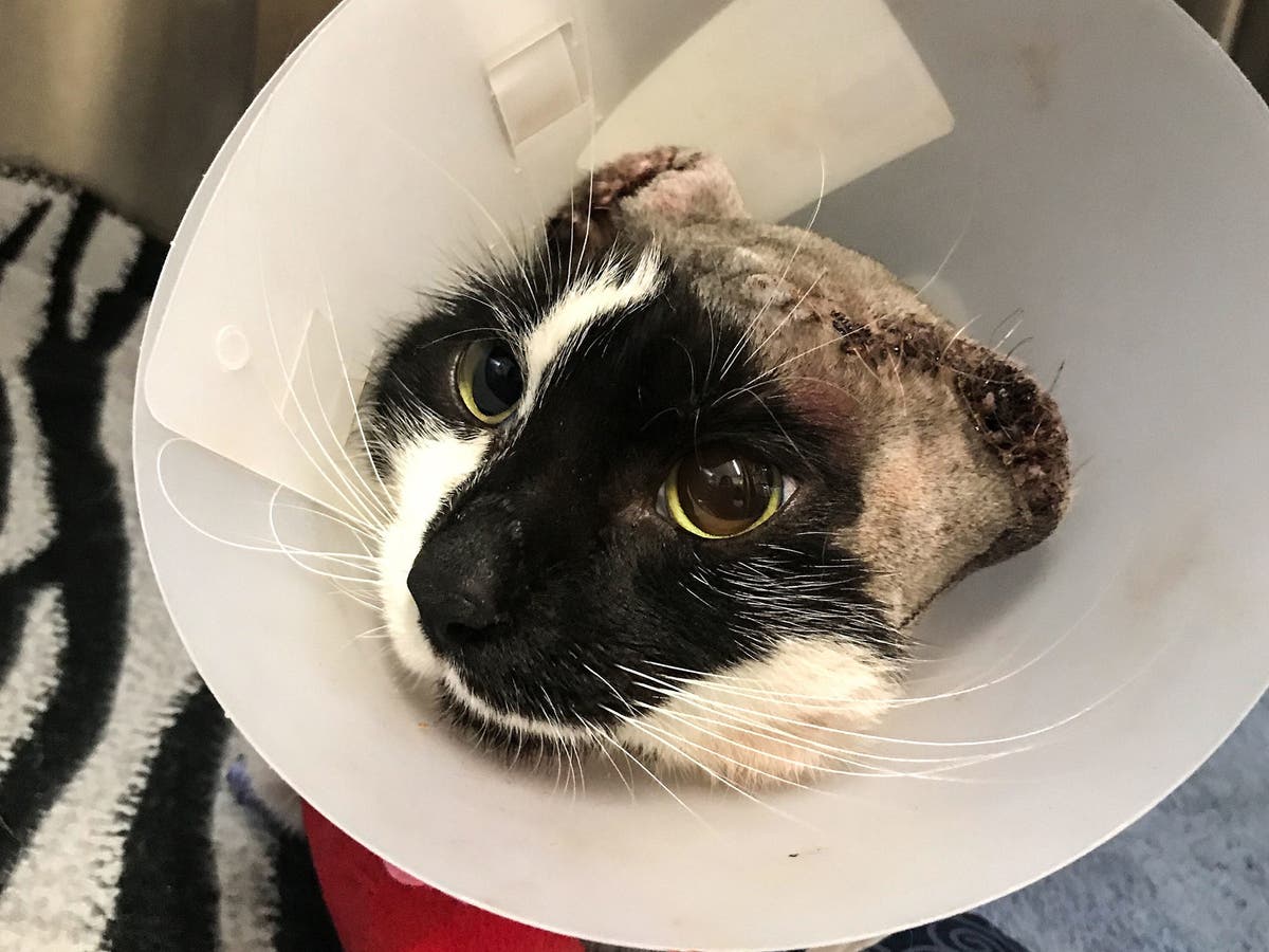 Cats’ ears cut off as others killed and swung around by their tails in ...