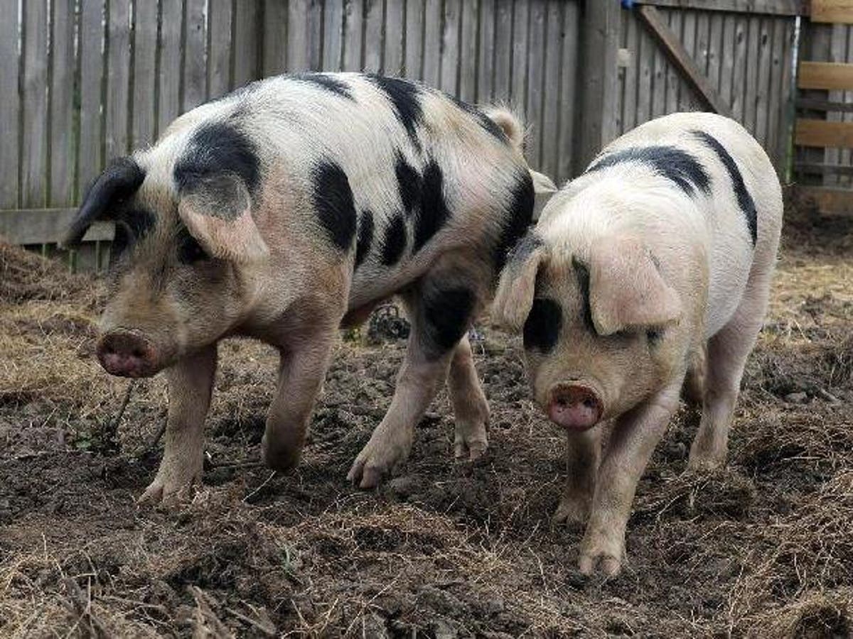 School makes children raise pigs before sending animals to be ...