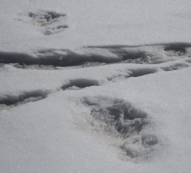 Yeti - latest news, breaking stories and comment - The Independent