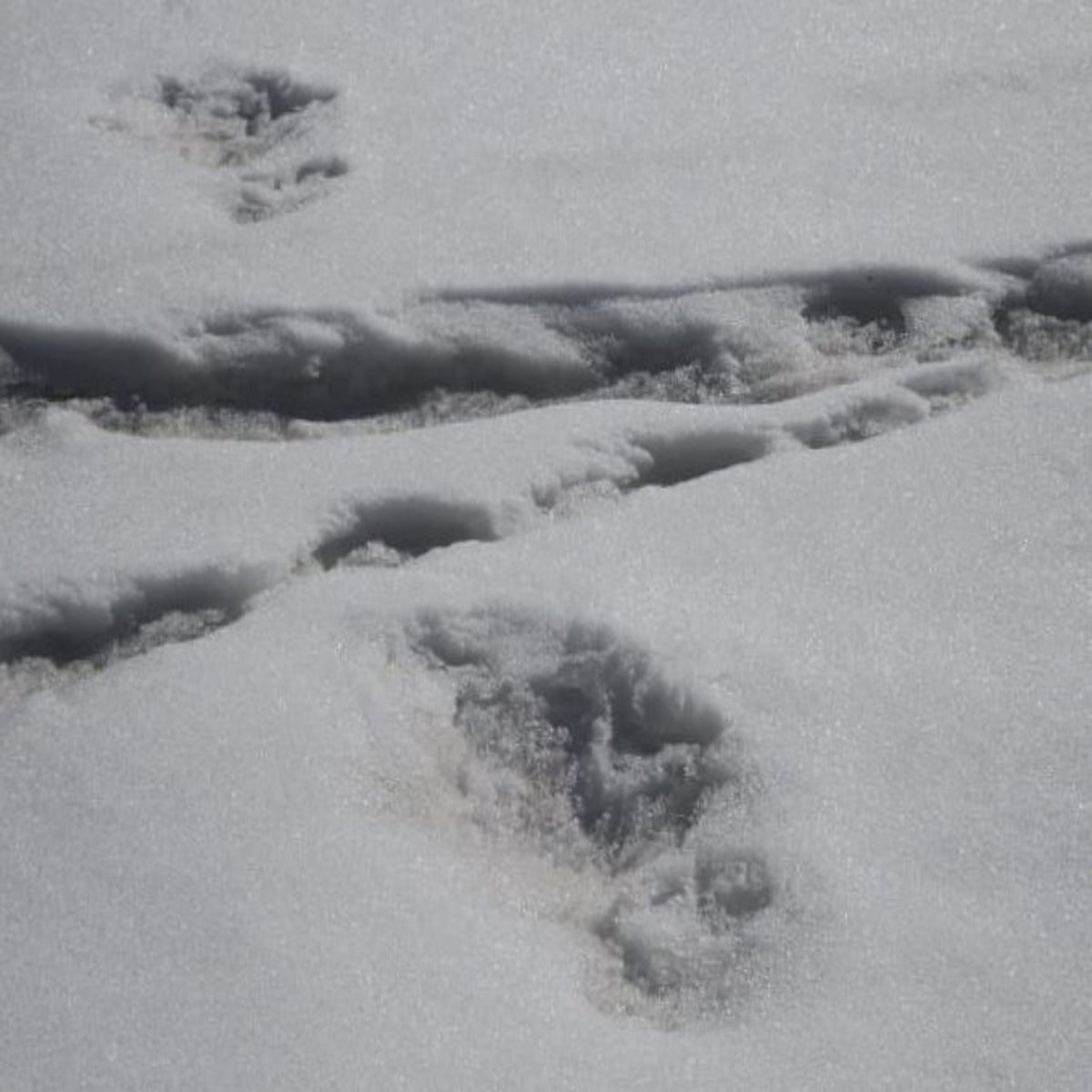 Yeti Footprints Indian Army Tweets Pictures As Proof