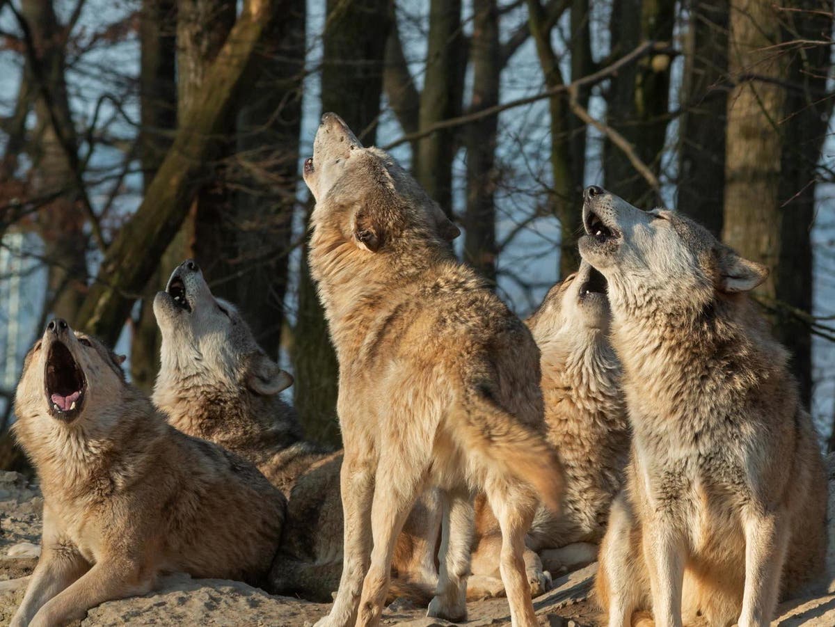 Wolves return to Germany – along with anti-immigrant hostilities | The ...