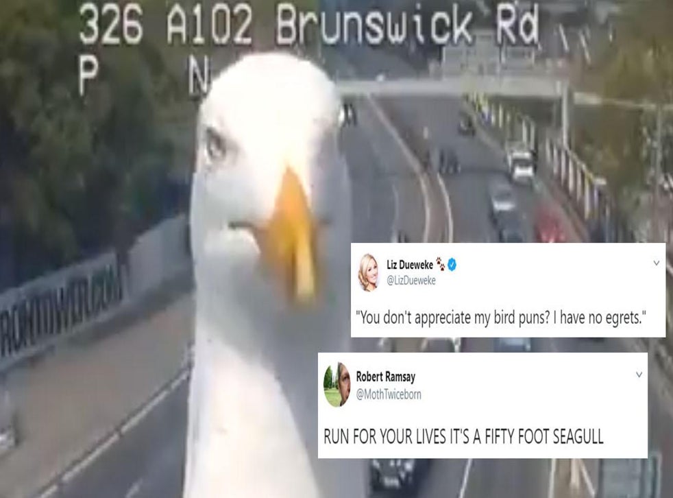 TfL: Traffic camera seagulls keep an eye out in hilarious footage ...