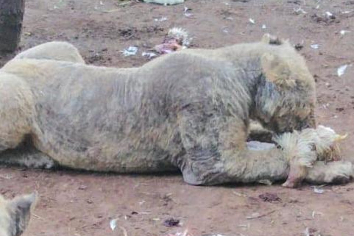 Lions cubs too sick to walk due to squalid conditions at South African ...