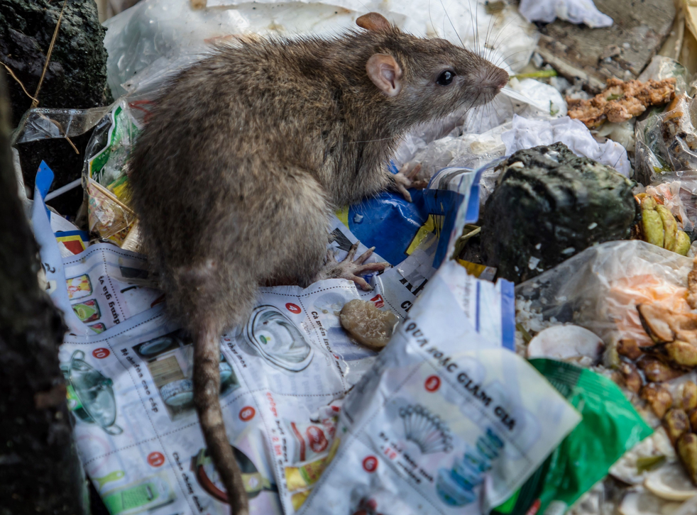 ‘It’s just an all-night buffet’: New York rat infestation blamed on ...