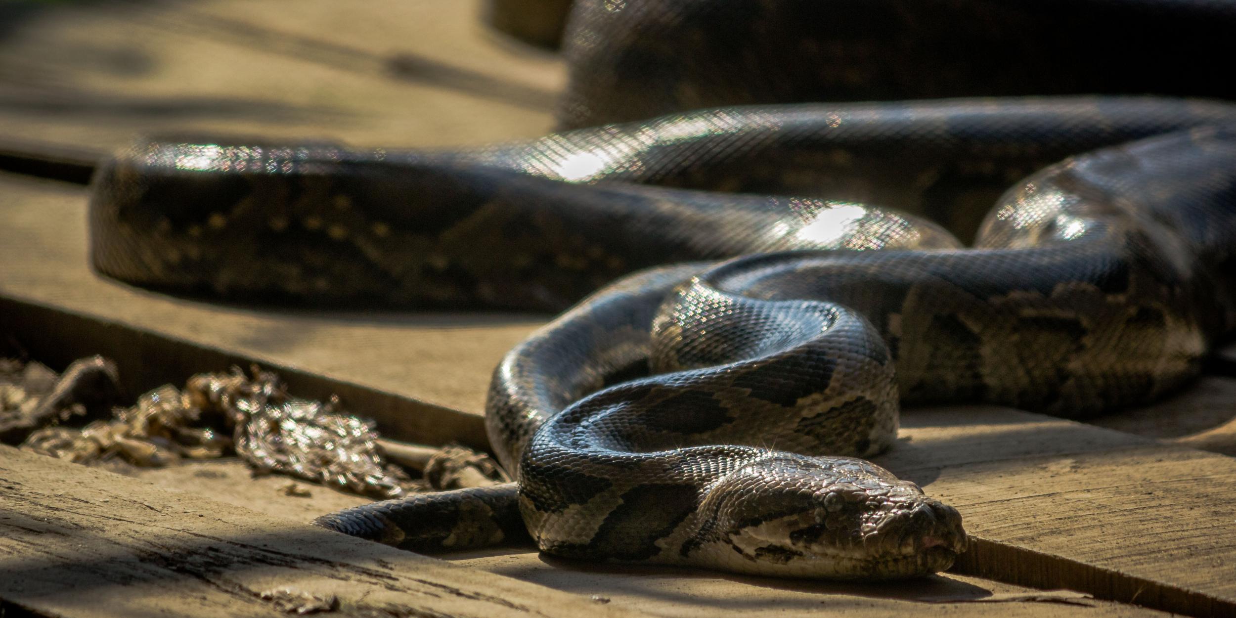 A python eats a bigger python in farm resort in Western Australia ...