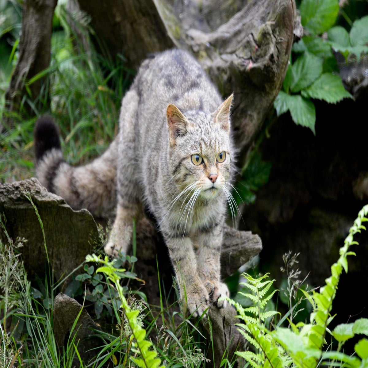 Wild Cats Species NCC: Land Lines Wild Cats Of Canada