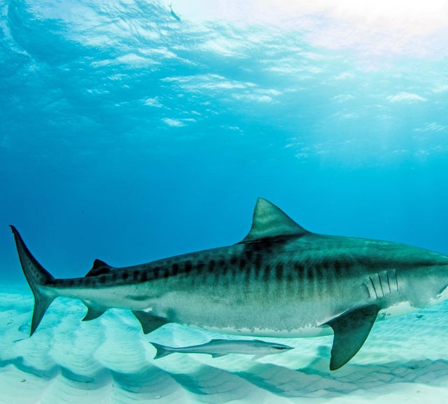 Tiger Shark Maui