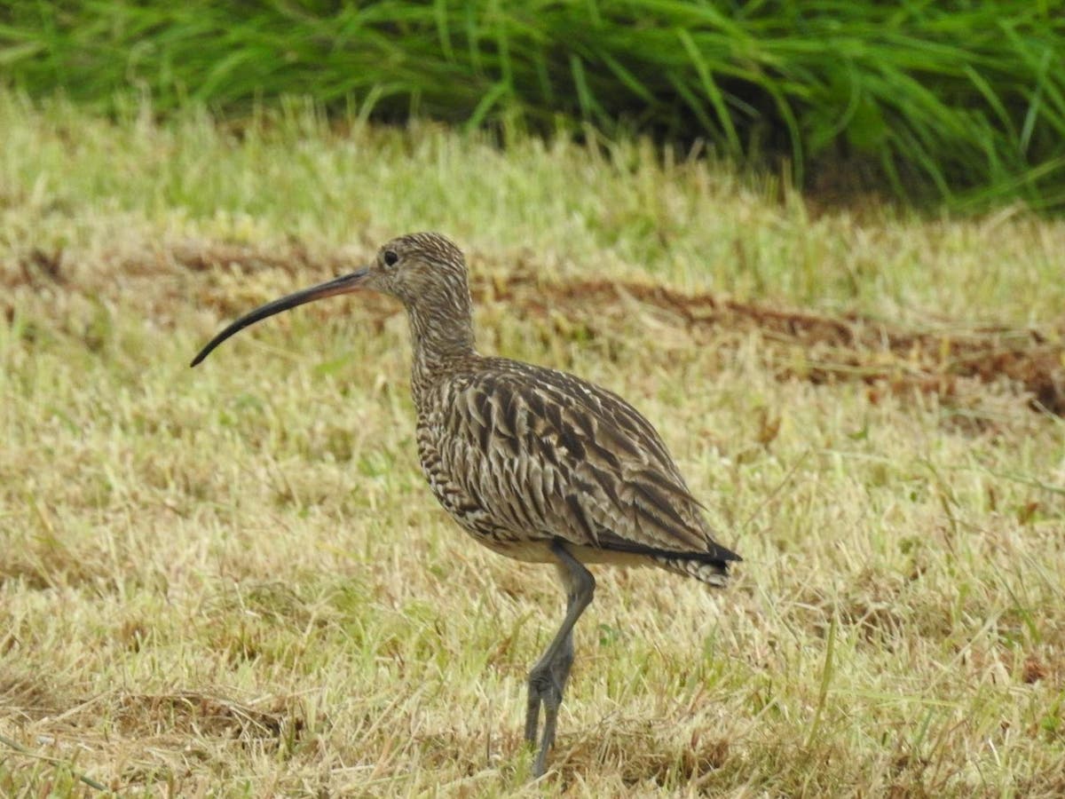 British Isles populations of iconic curlew once hundreds of thousands ...
