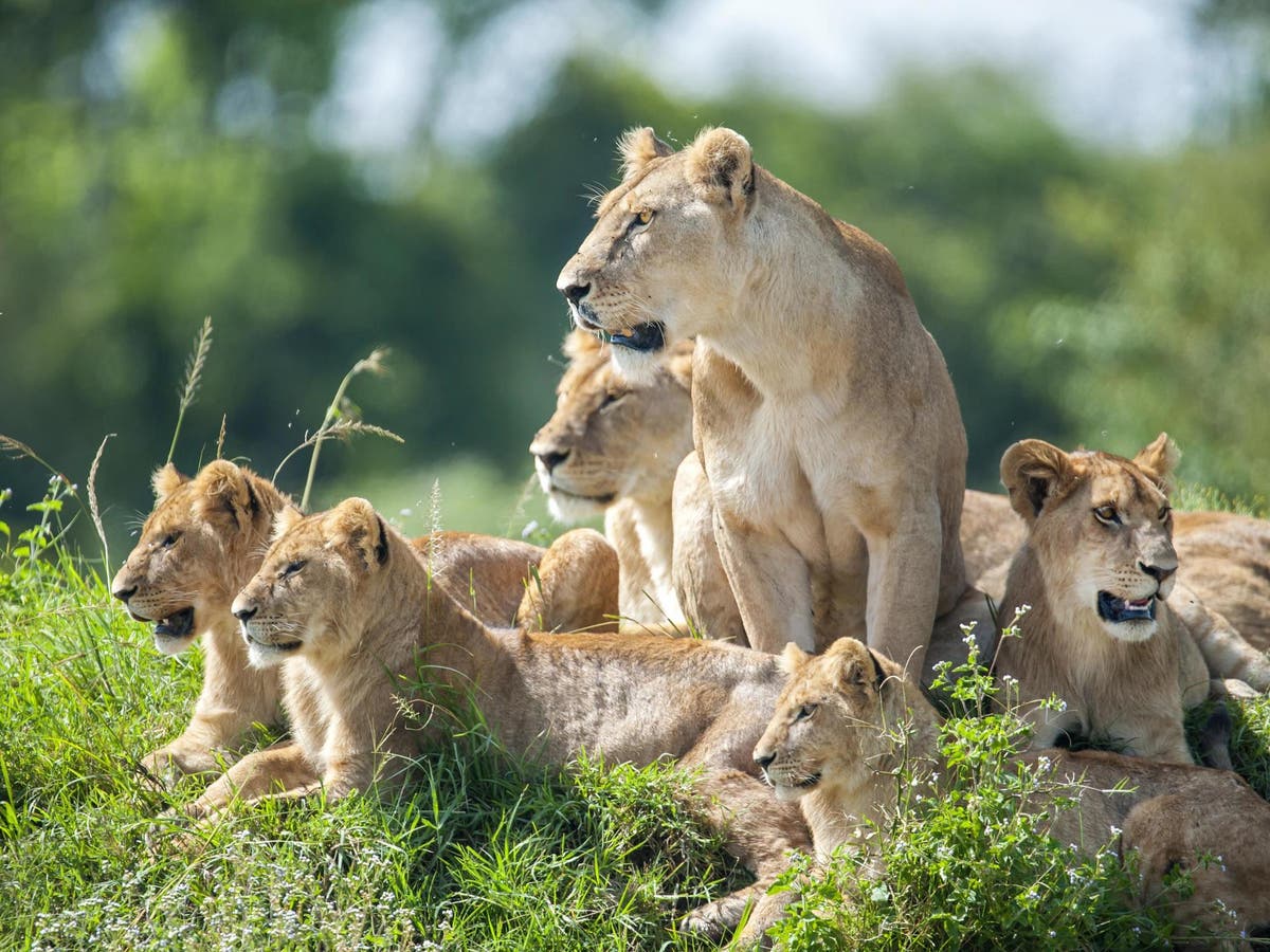 Fathers help offspring have bigger brains, study of animals shows | The ...