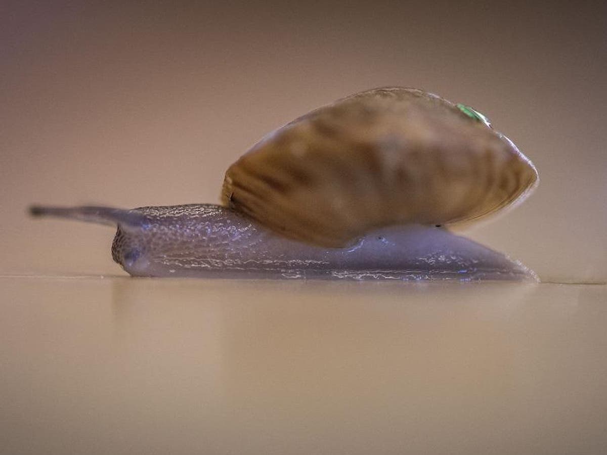 Bermuda land snail comes 'back from the dead' after disappearing 40 ...