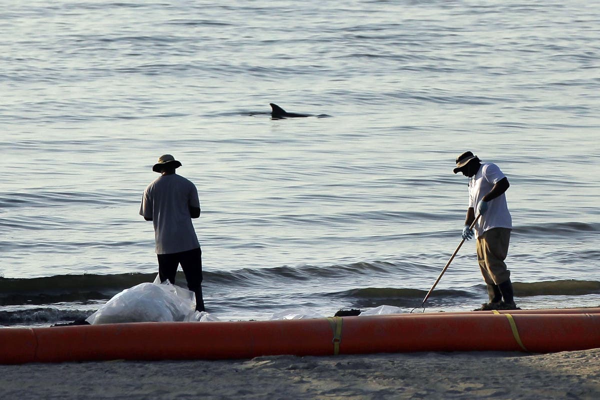 Dolphins dying along Gulf Coast at triple normal rate | The Independent ...