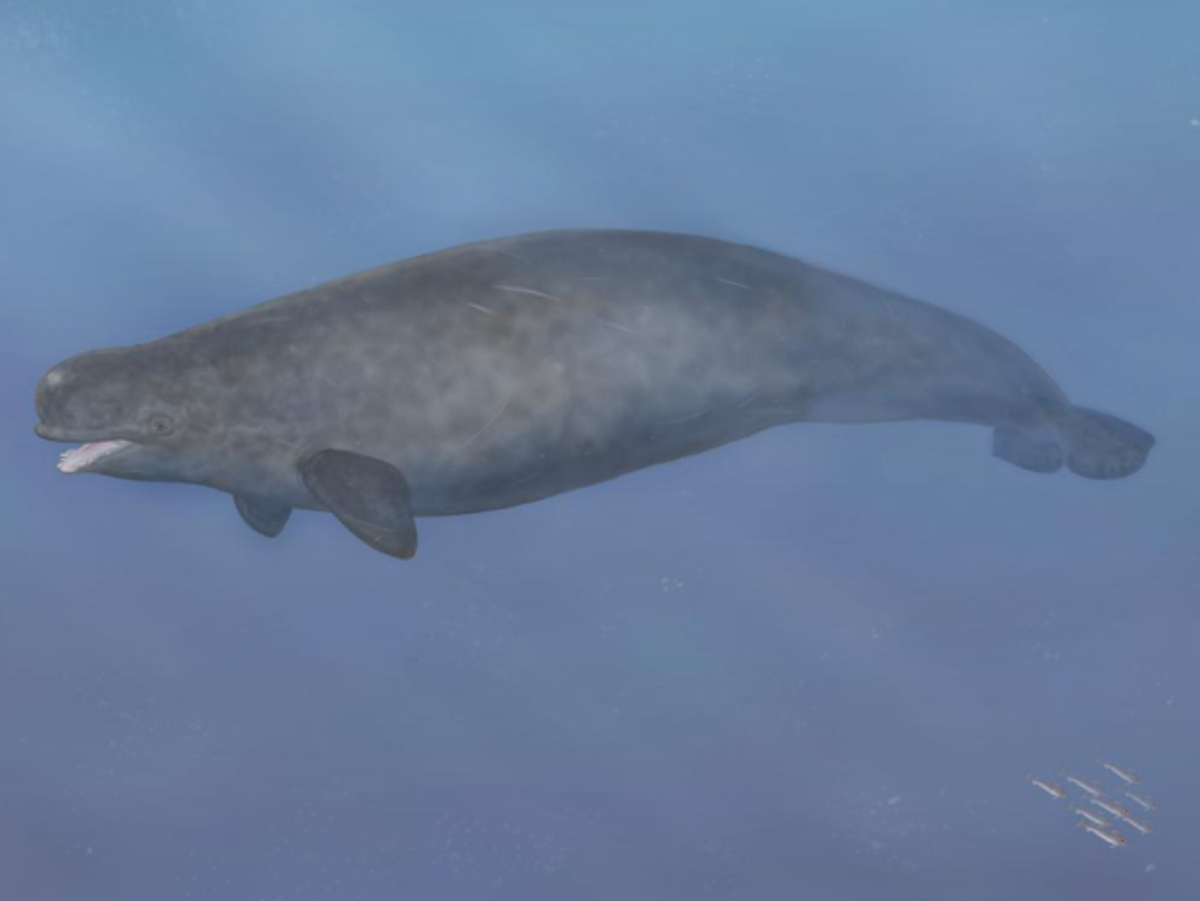 Hybrid ‘narluga’ whale discovered by scientists in Arctic | The ...