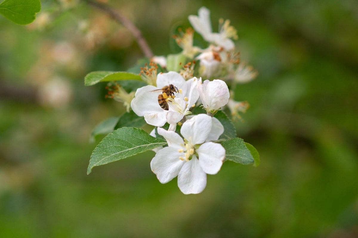 Bees kept for honey are killing wild species by spreading disease ...
