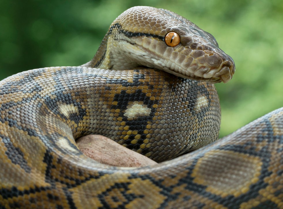 Huge snake found coiled around boiler in London home | The Independent | The Independent