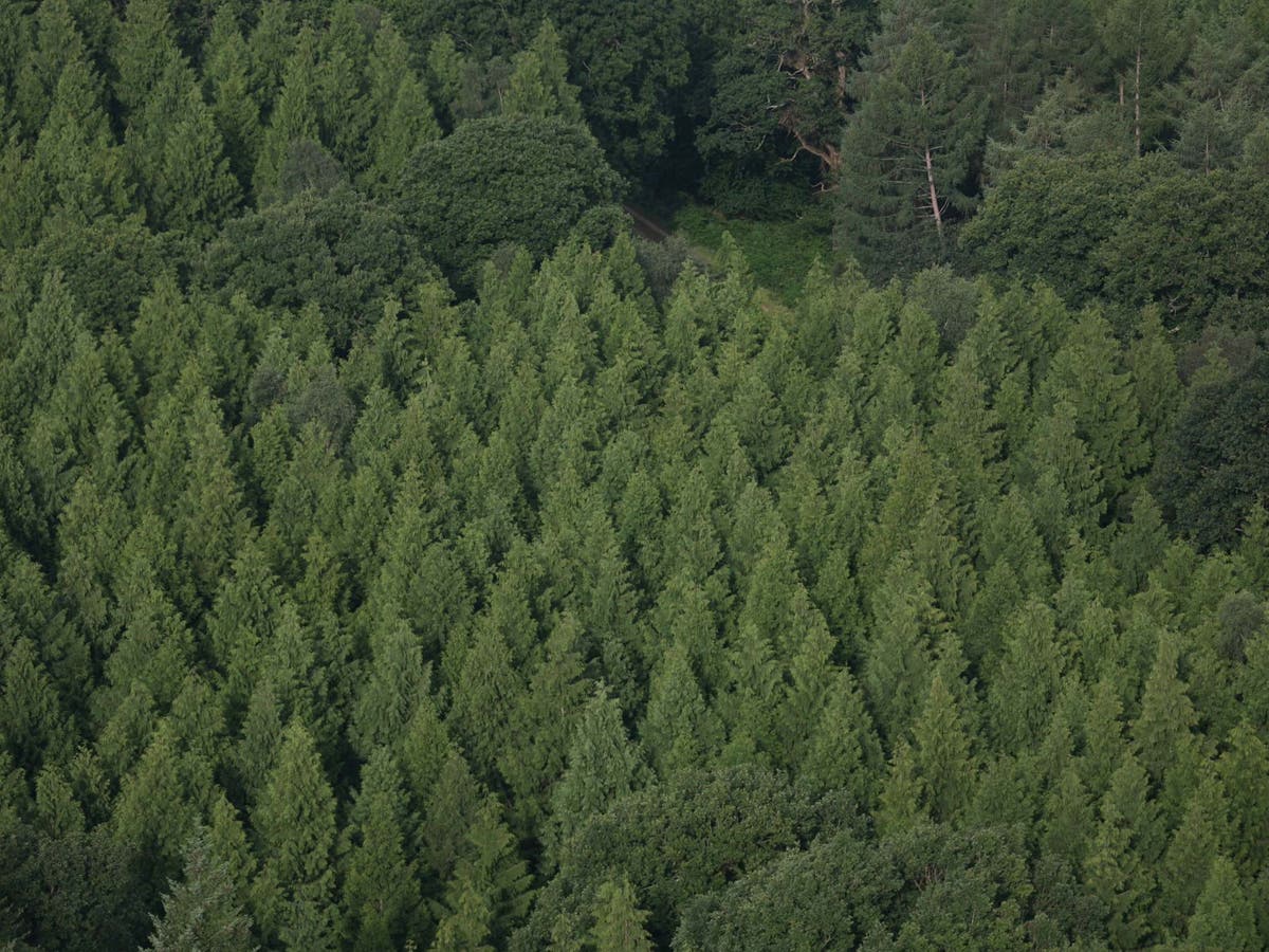 Planting billions of trees is ‘most effective climate change solution ...