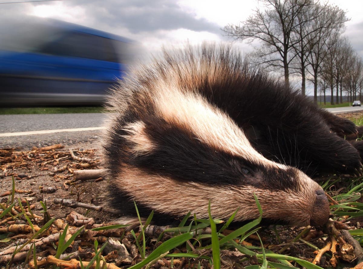 Badgers are UK’s most flattened mammal, roadkill report shows | The ...