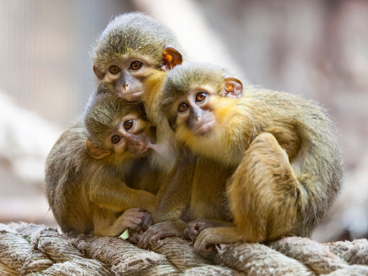 Tiny 4.2 million-year-old monkey discovery casts new light on evolution ...
