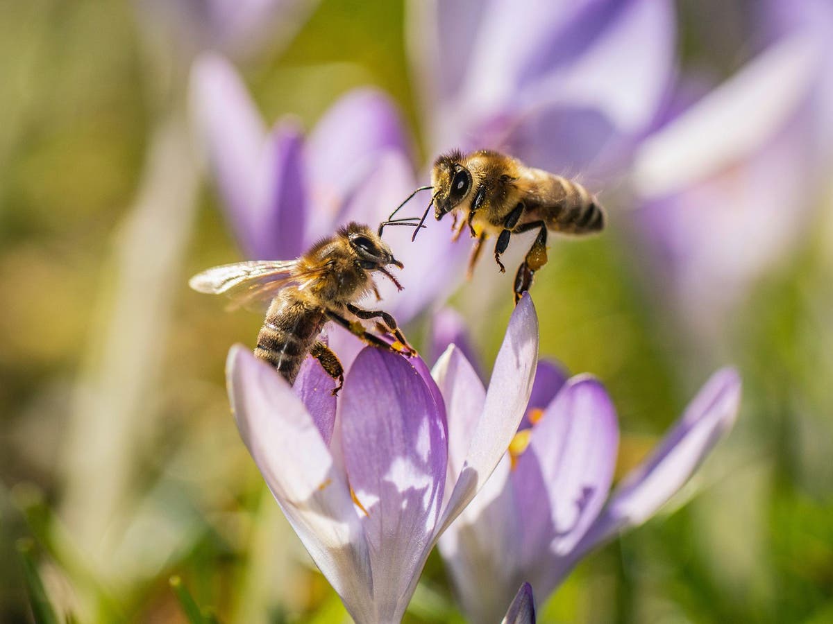 Want a new outlook on life? Watch the bees | The Independent | The ...