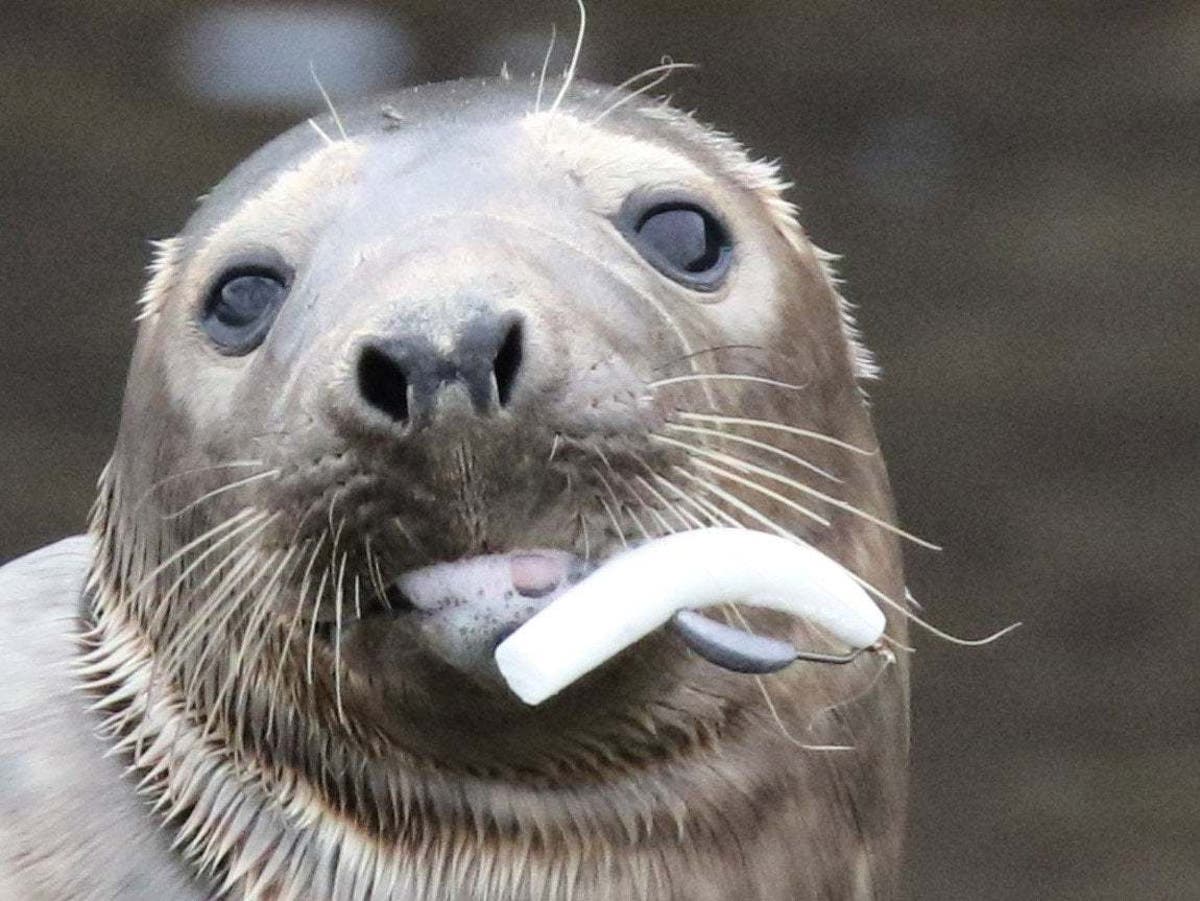 Harbor Seal Eating Fish