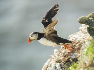 Trophy hunters paying to shoot 100 puffins at a time during trips to ...