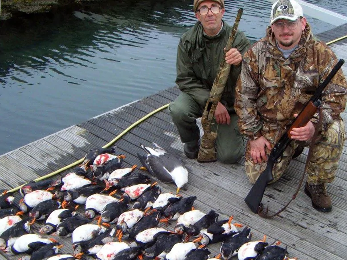 Trophy hunters paying to shoot 100 puffins at a time during trips to ...