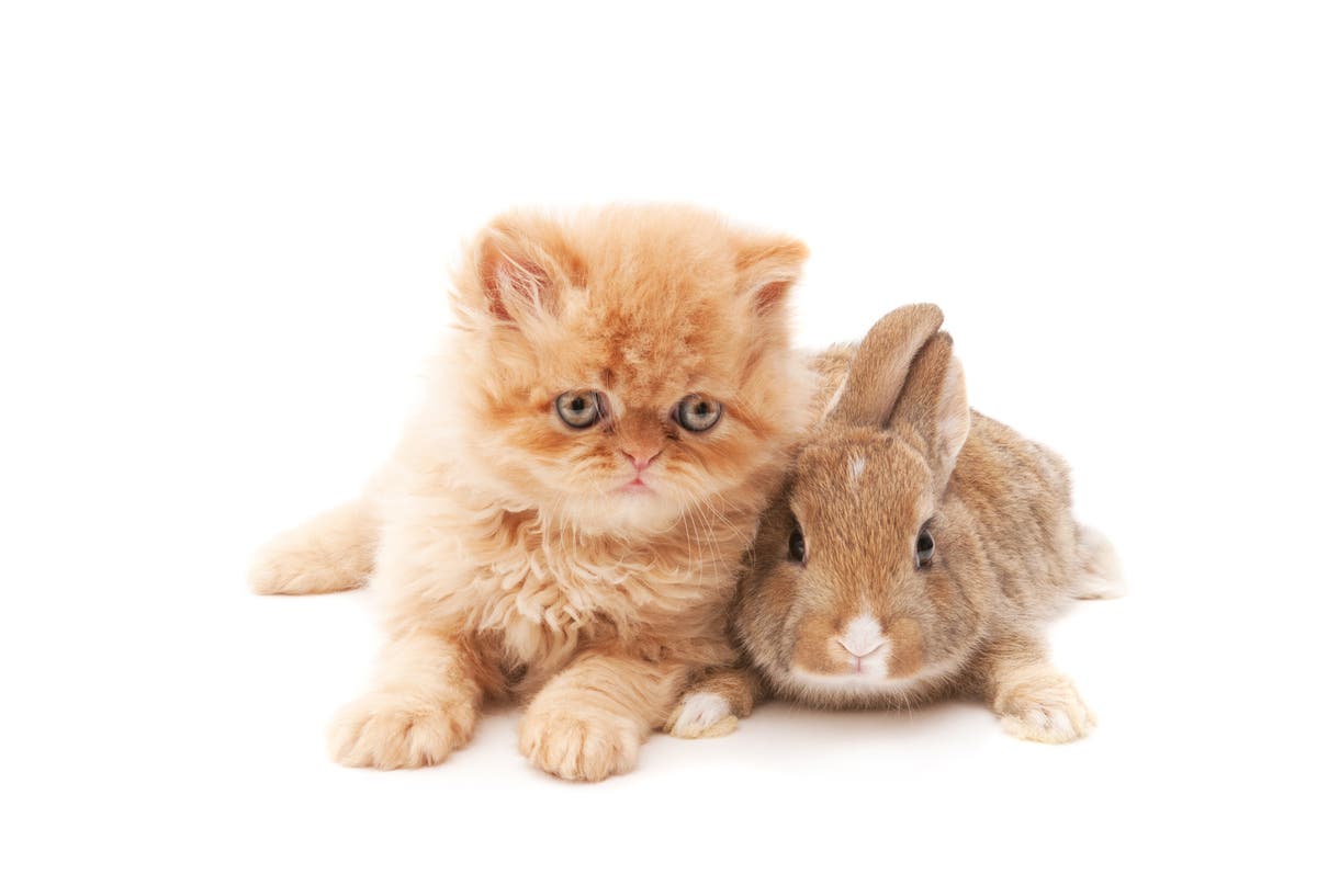 RSPCA calls for 'Cat Cuddlers' and 'Rabbit Socialisers' following ...