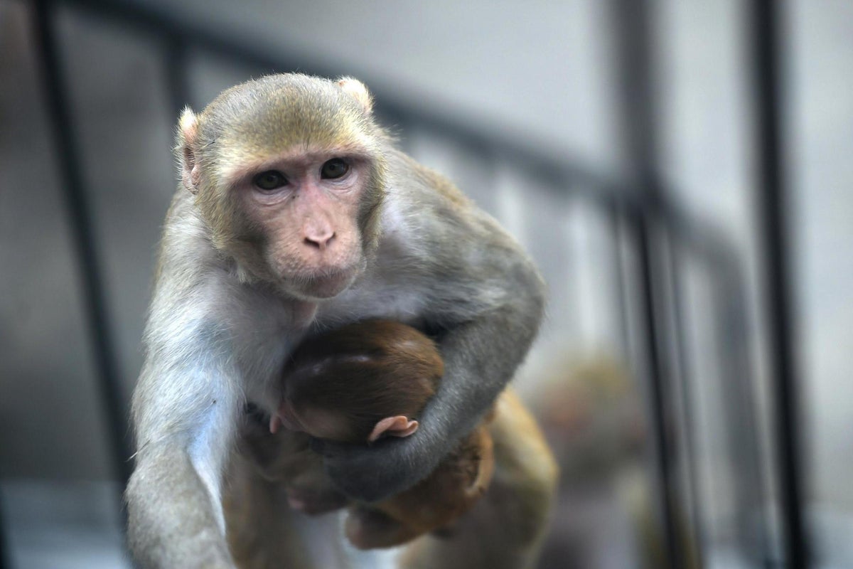 World’s first human-monkey hybrid created in China, scientists reveal ...