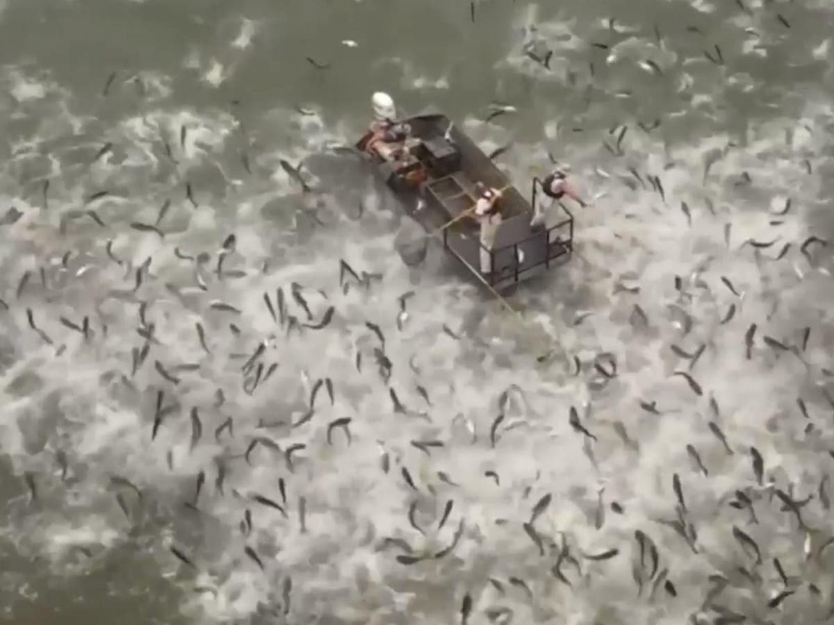 Hundreds of fish ‘fly’ out of lake after being given electric shocks ...