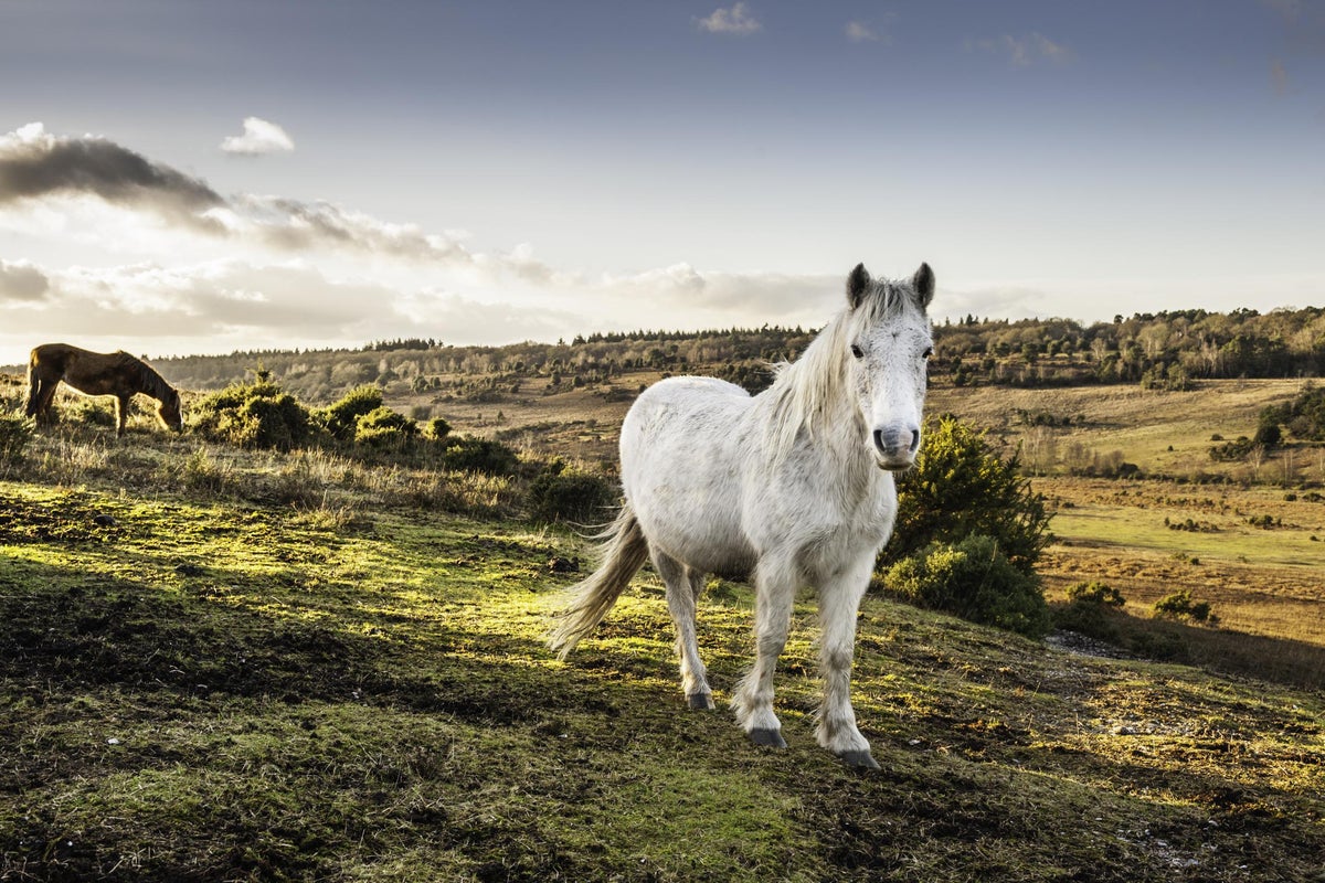 New Forest spa hotels: Best places to stay in Hampshire | The Independent