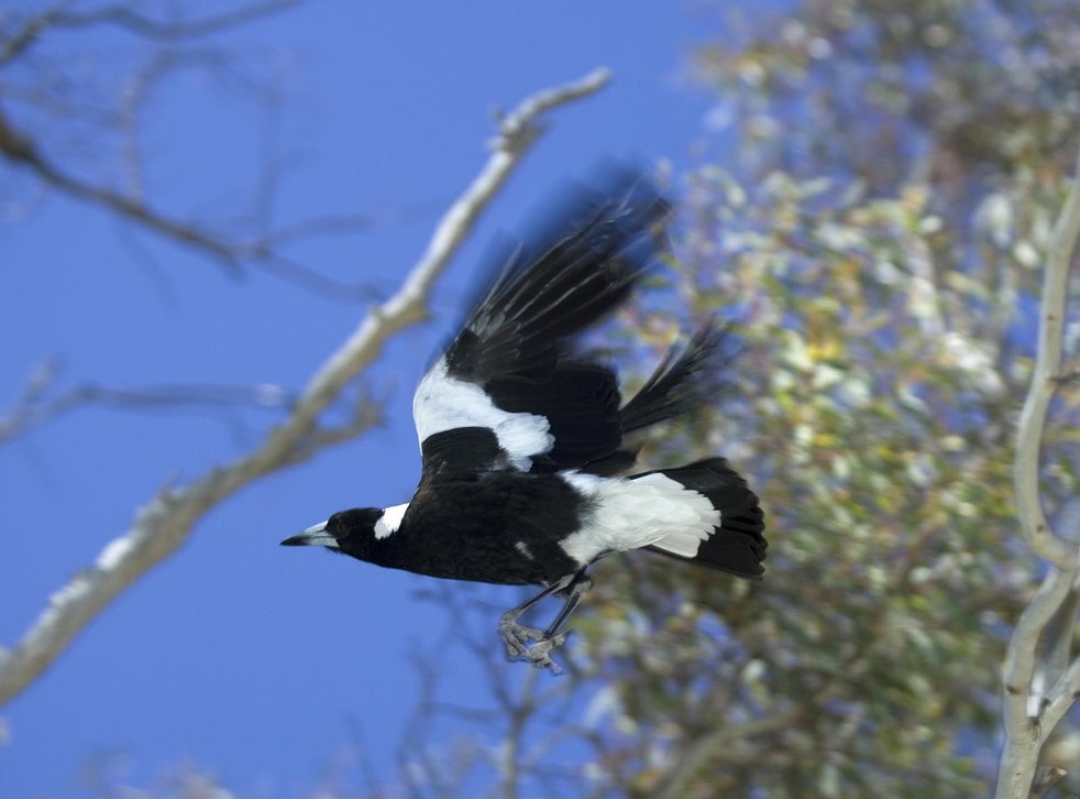 Man dies after swooping magpie causes him to crash bicycle | The ...