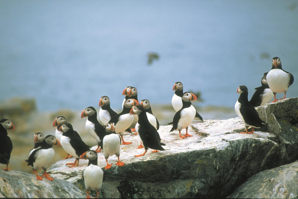Machias Seal Island: Why Canada and the US are fighting over this tiny ...