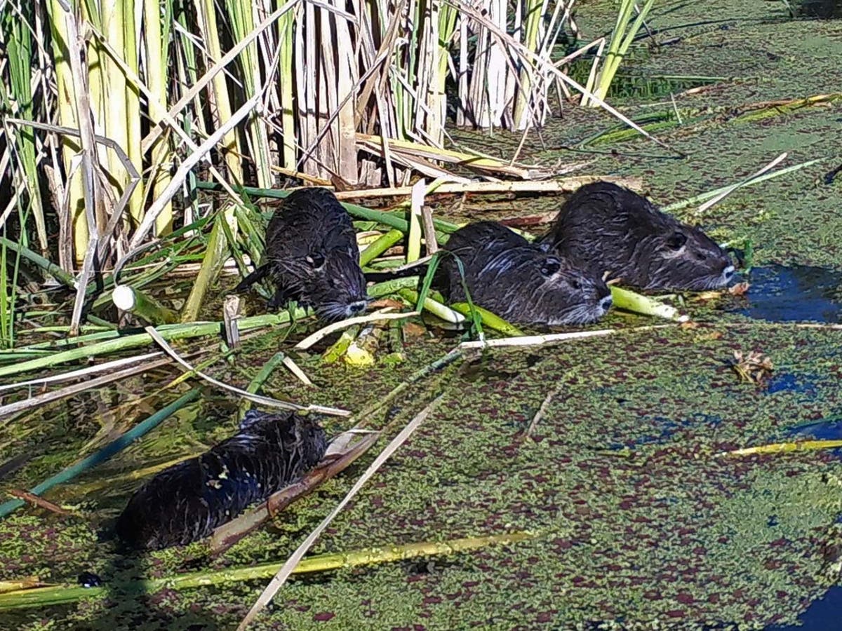 ‘Boy, they’re an ugly-looking thing’: Voracious swamp rodents swarming ...
