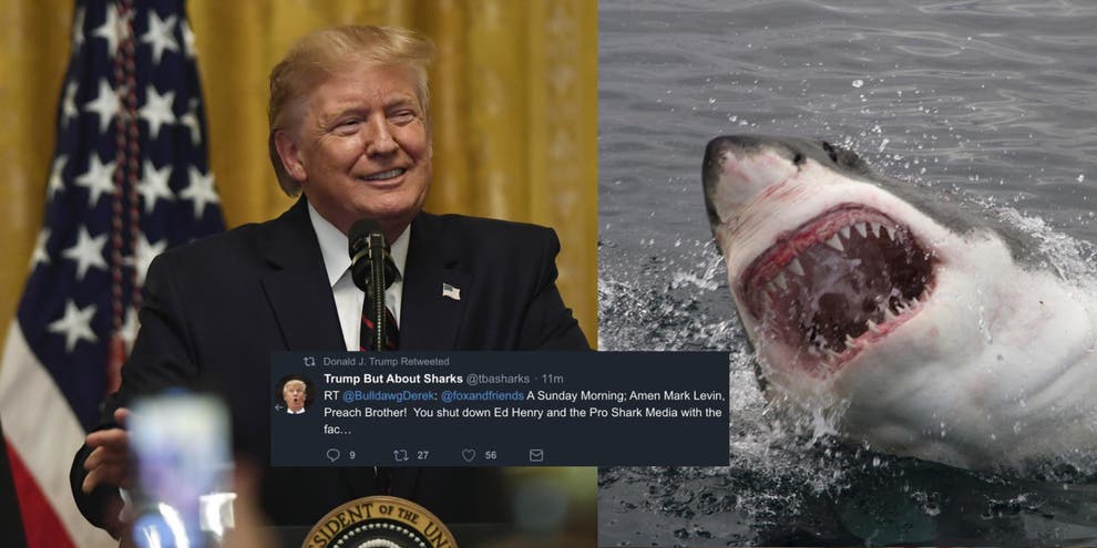 Trump Retweeted A Parody Account That Makes Fun Of Him For Disliking Sharks Indy100 Indy100