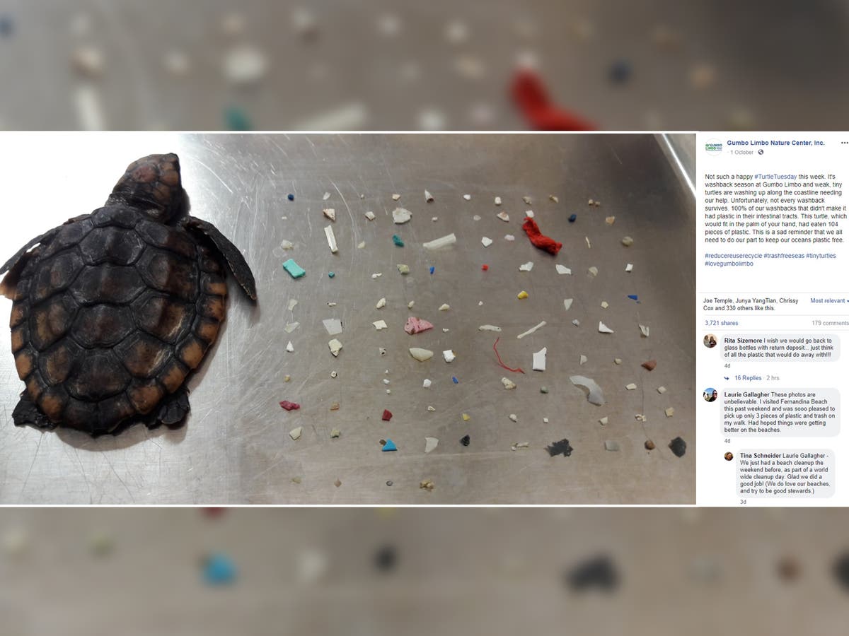 Baby turtle had more than 100 pieces of plastic in stomach when it died ...