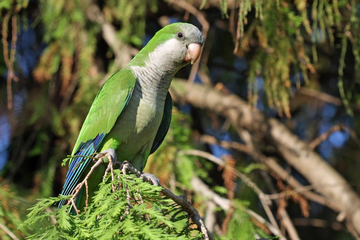 Green Monk parakeets: Why authorities on the Costa Del Sol want to cull ...