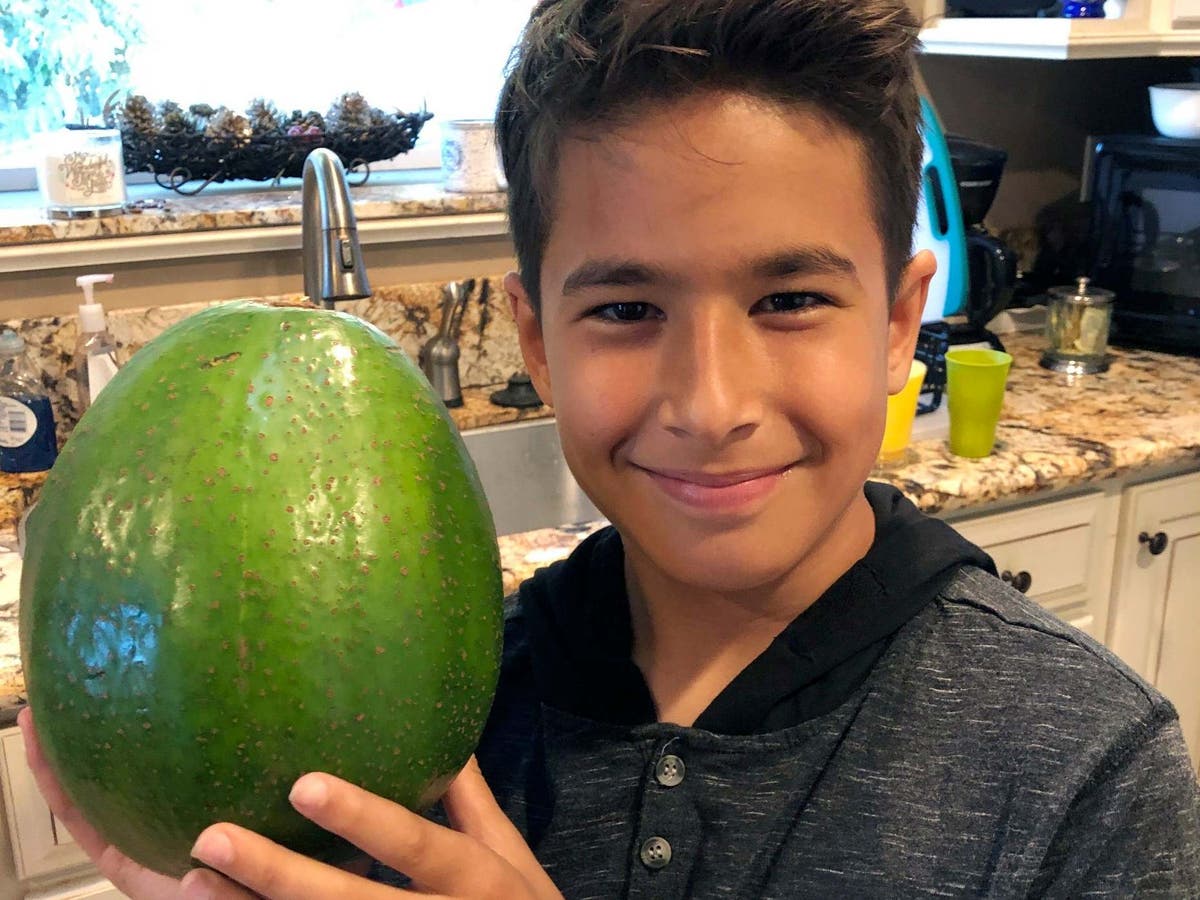 Massive avocado wins record for world’s heaviest in Hawaii | The ...